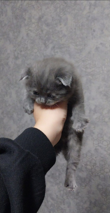 Котик лео сотилади
