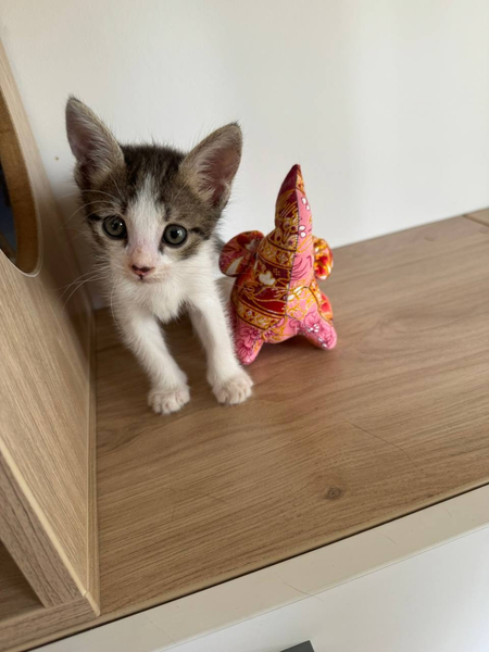Котёнок. Очень умный