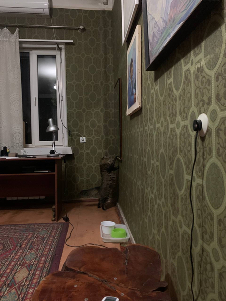Передержка кошек в квартире.