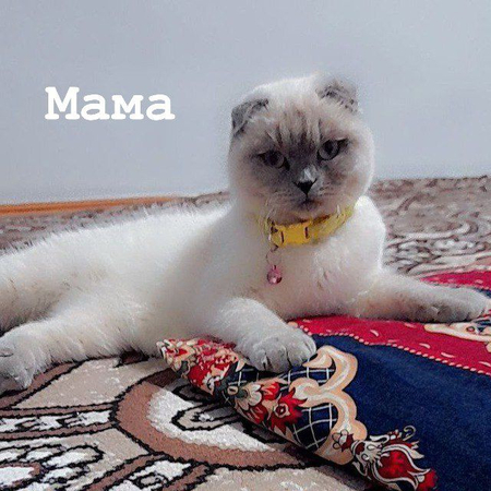 Продаются котята