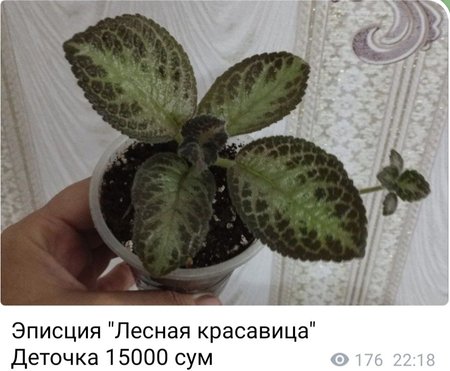 Продаются глоксинии эписции