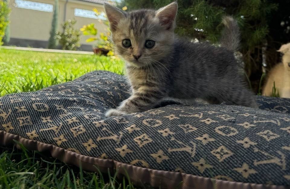 Продаются котята, скотиш фолд