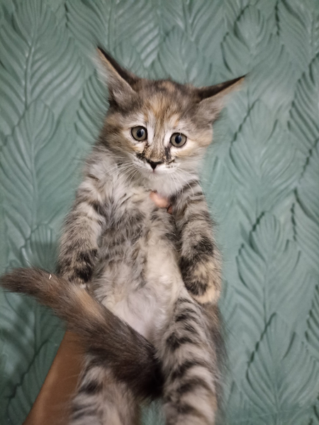 Котенок 1,5 месяц