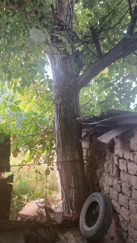 Yong'oq daraxti sotiladi , 2 ta , 3 mln so'mdan, keliwiladi, mebel un