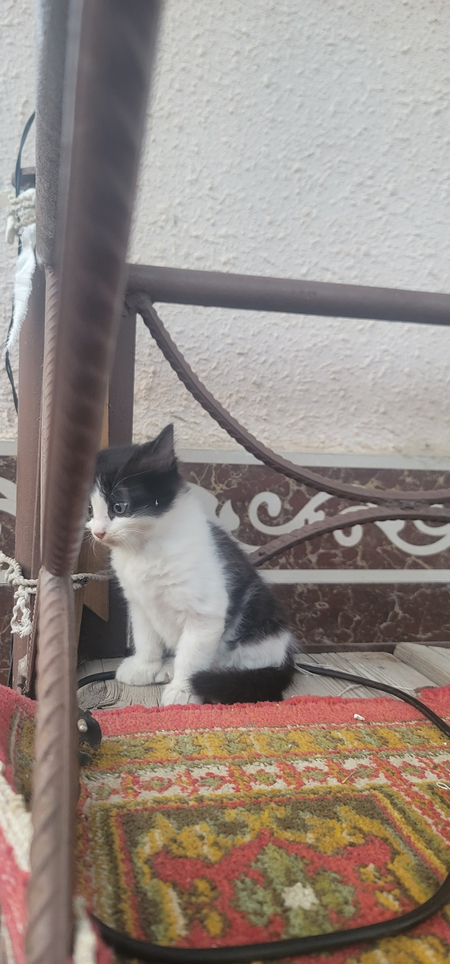 Отдам даром котята