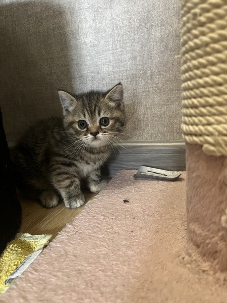 Котята Скотиш Страйт