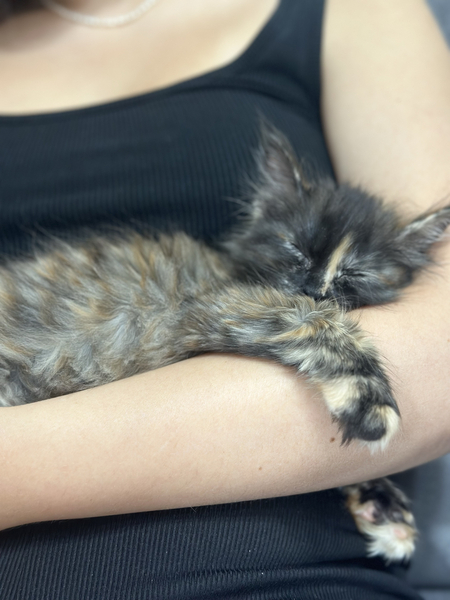 Котенок ищет дом