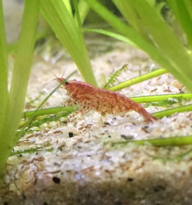 Akvarium krivetkalari