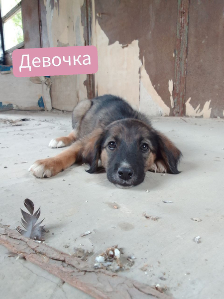 Отдам в добрые руки щенков
