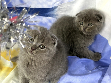 Продаются котята Скоттиш Фолд