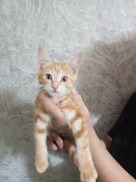 В хорошие руки рыжие котята