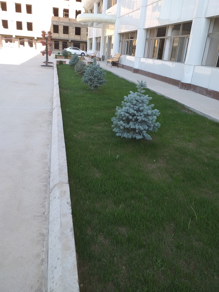 Gazon Ekamiz va tayori oʻrnstamiz