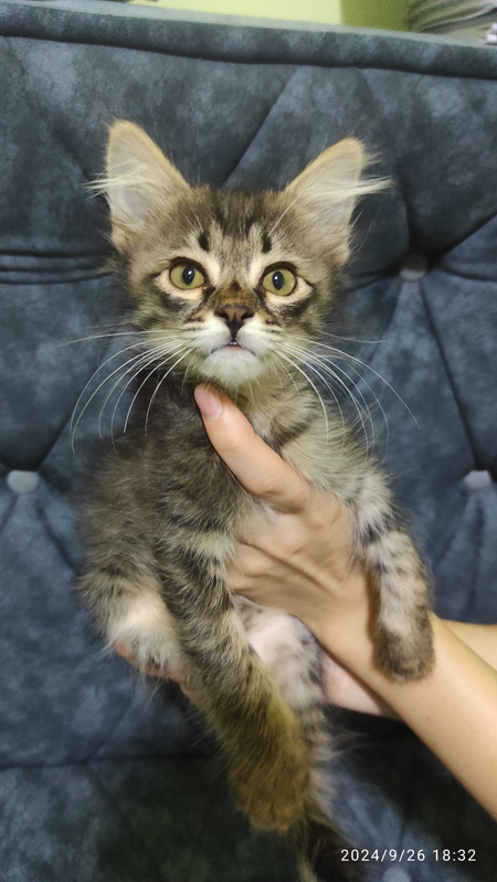 Котята от породистой кошки