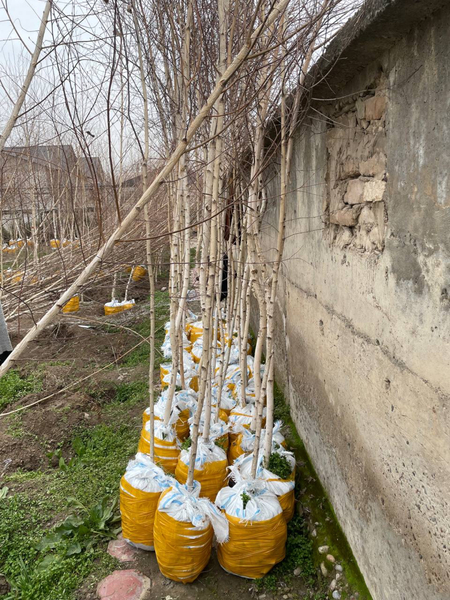 Beryoza kere bosa boyi 3 metrdan baland tana oqargan