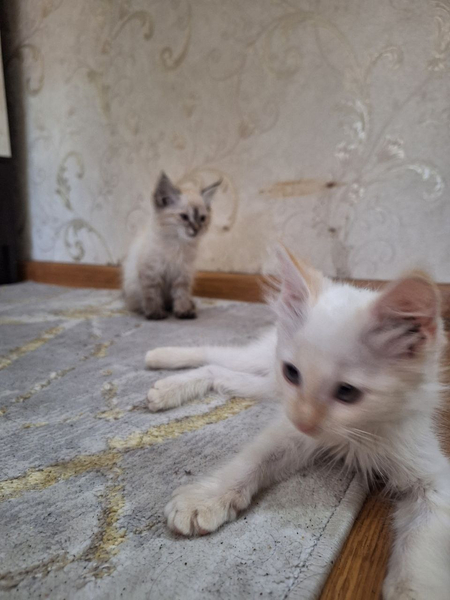 Котёнок мальчик и девочка