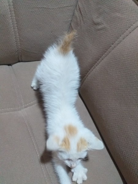 Котик Породистый