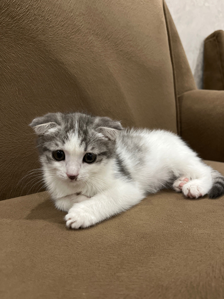 Продаётся котёнок, скоттиш фолд, 2,5 месяца