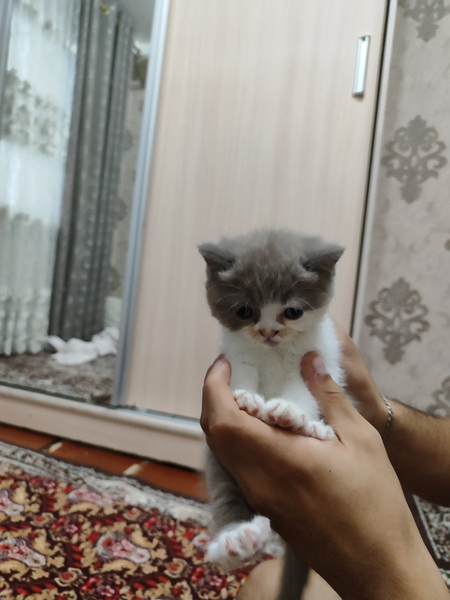 Кошкалар сотилади