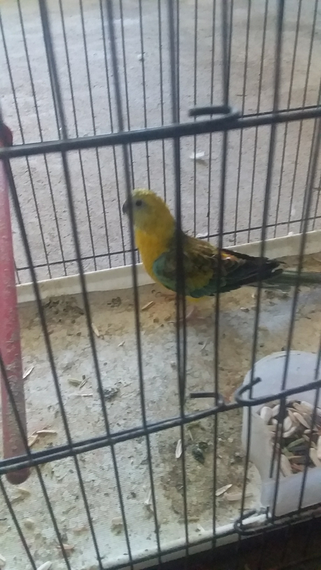 Papugay pepsgi sotiladi