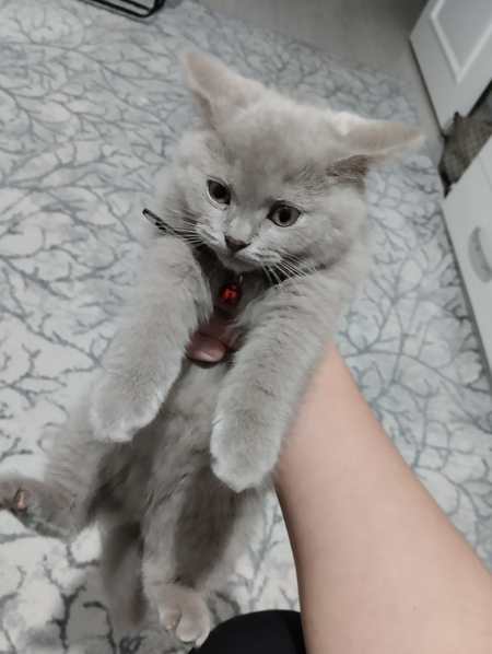 Кошка Британская 2 месяца