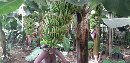 Banan ko'chat    .