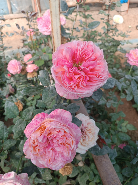Atirgul ko'chati sotiladi