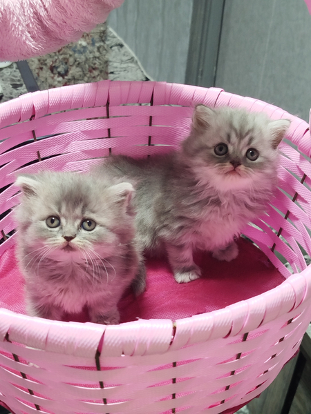 Шотландские котята