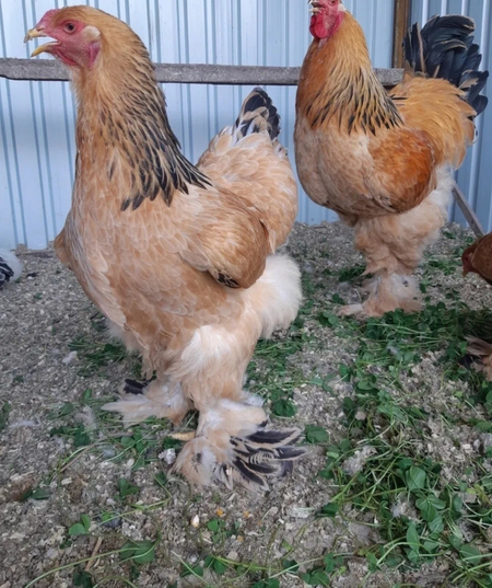 Paliviy Brama tuxum