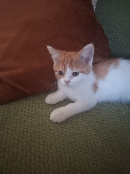 Британский котёнок