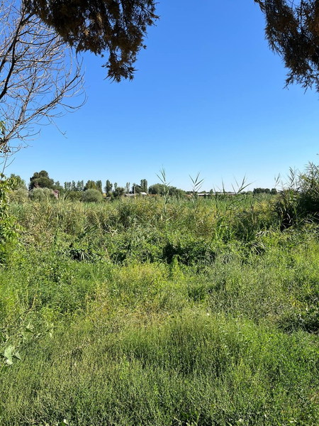 Продается дом Янгиюльский район (халкобад )1,6 гектаров.