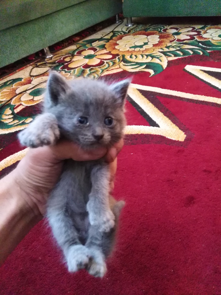 British shorthair