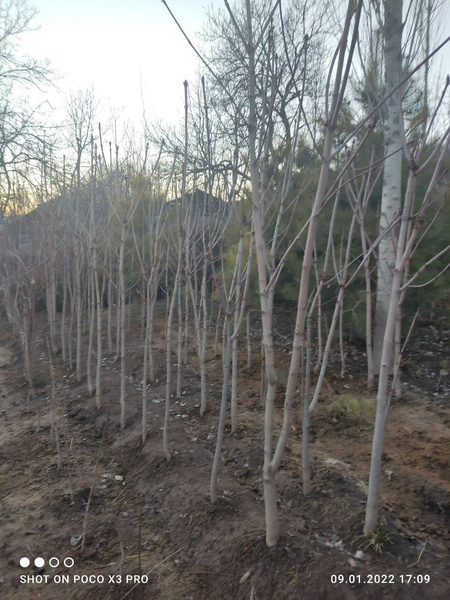 Manzarali daraxtlar