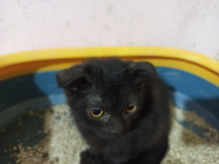 Продам породистых котят