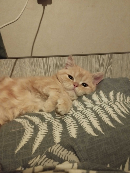 Котенок скоттиш страйт