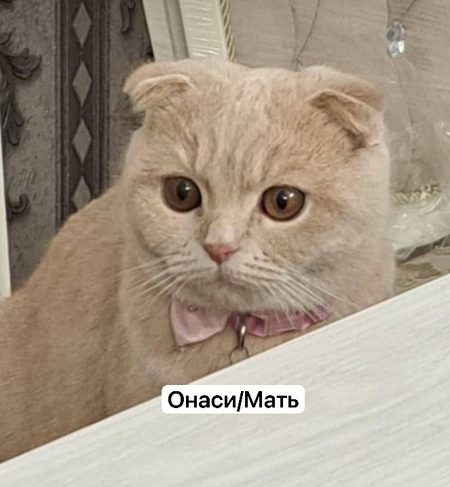 Котенок/мушукча девочка