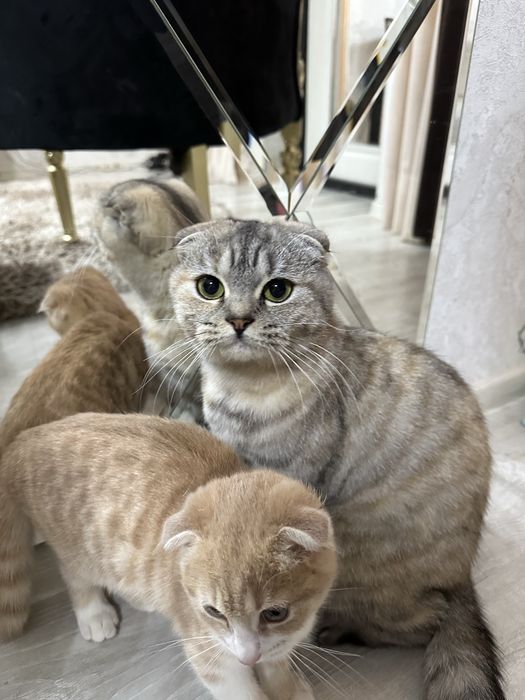 шотланские весоухие котята мама и дочь