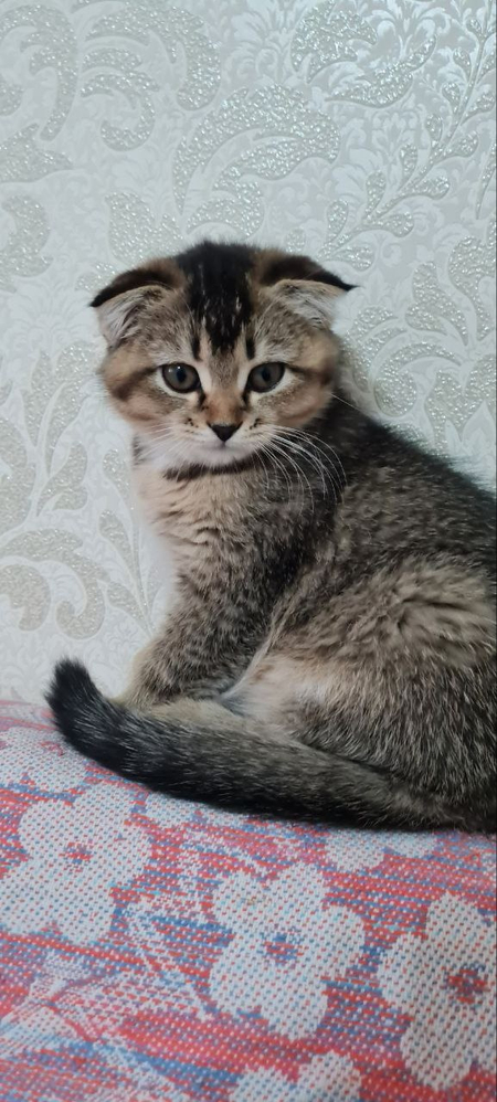 Продаётся вислоухая девочка котёнок!!!