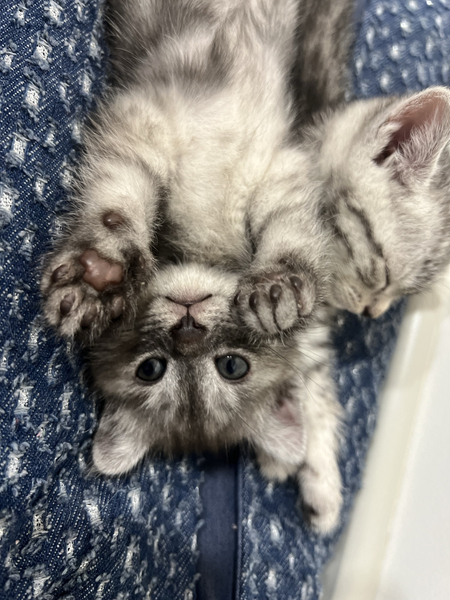 Продаются котята