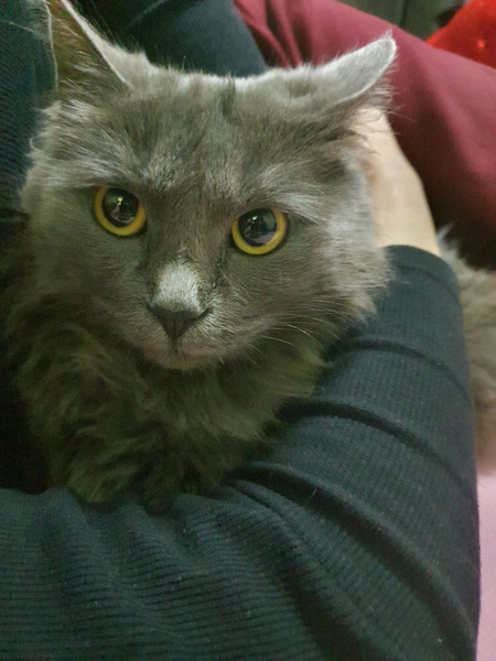 Mushuk sotiladi.