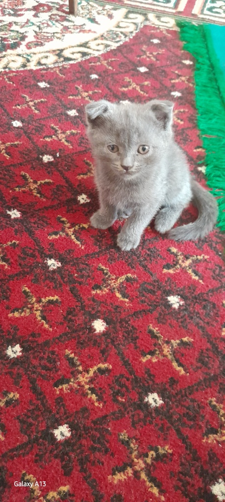 Скотиш фолд сотилади болалари