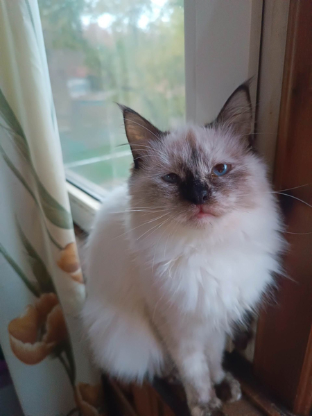 Баленизийская кошка !