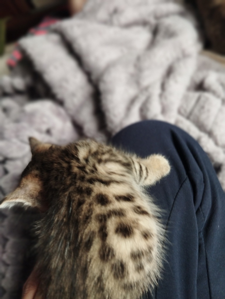 Смешанные котята оцикет