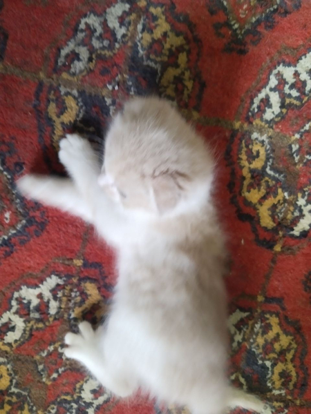 ПРОДАЕТСЯ Аюми кошечка
