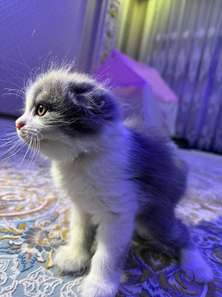 милые кошечки ищут себе хозяев