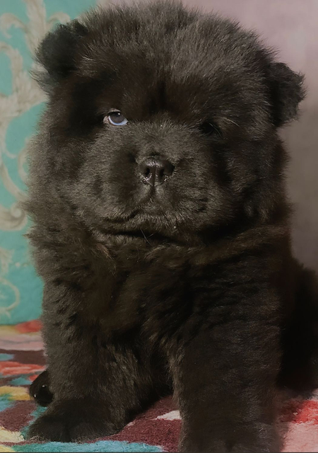 Королевский щенок «Чау-Чау»