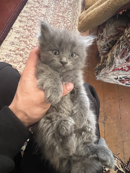 Britanskiy skotish stray