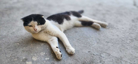 Породистые котята