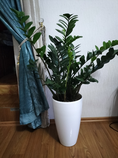 Замиокулькас (Долларовое дерево)