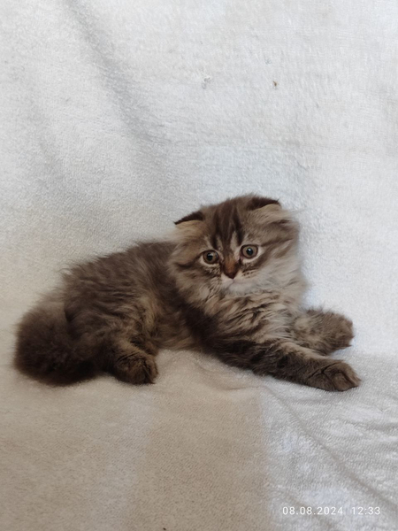 Шотландские котята Фолд