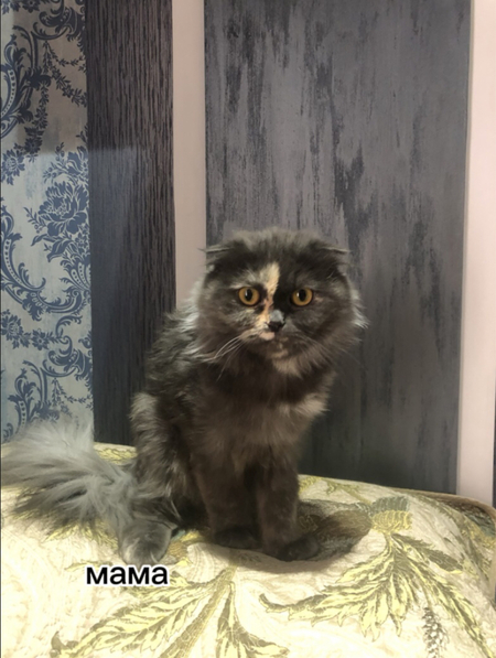 Скоттиш фолд